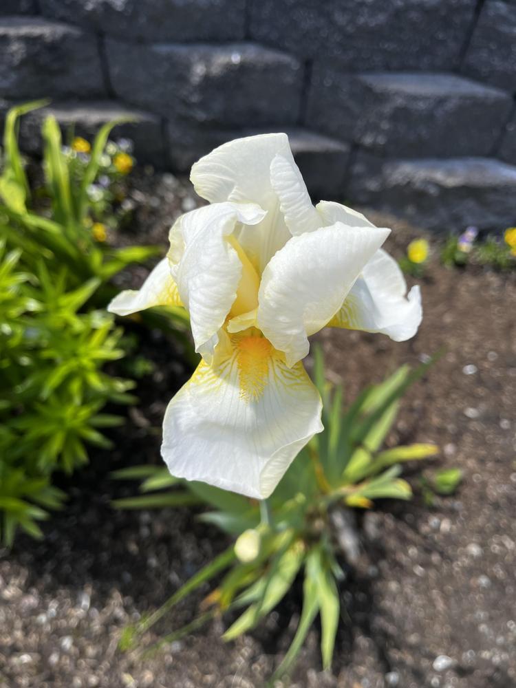Photo of the bloom of Tall Bearded Iris (Iris 'Gudrun') posted by ...