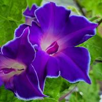Photo of the bloom of Japanese Morning Glory (Ipomoea nil 'Double Blue ...