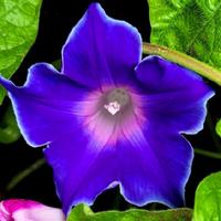 Photo of the bloom of Japanese Morning Glory (Ipomoea nil 'Double Blue ...