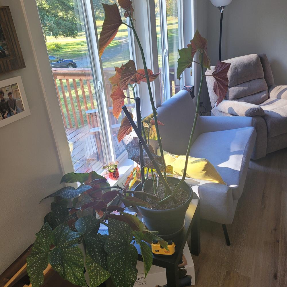 Angel Wing Begonia in the Ask a Question forum - Garden.org