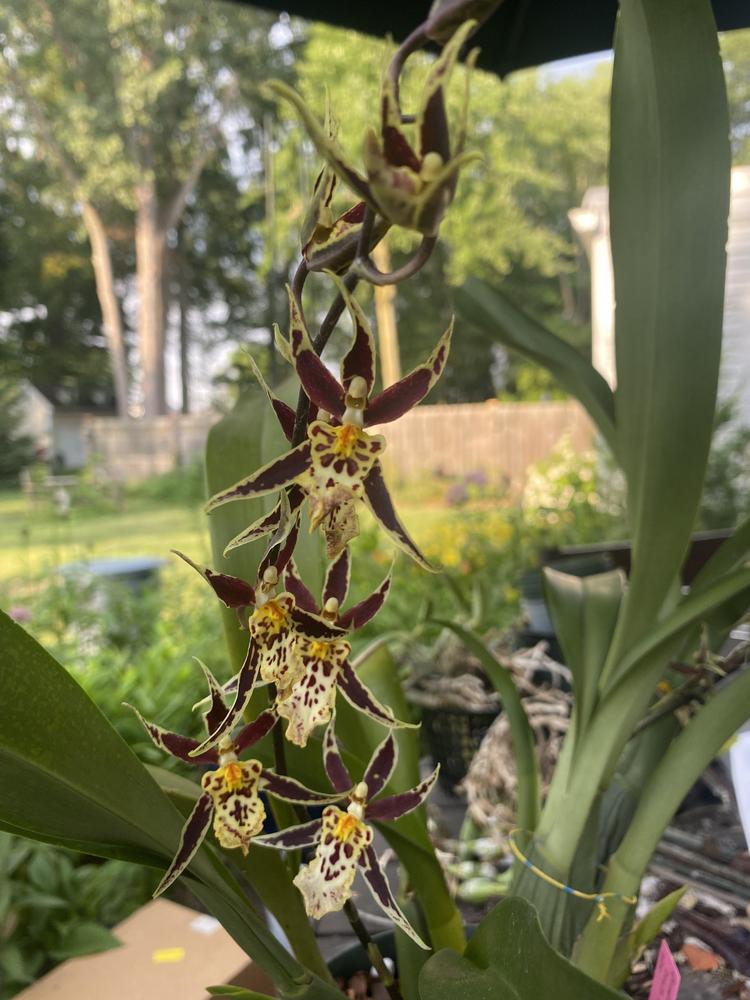 Growing and repotting Oncidium/Oncidium Intergenerics. in the Orchids ...