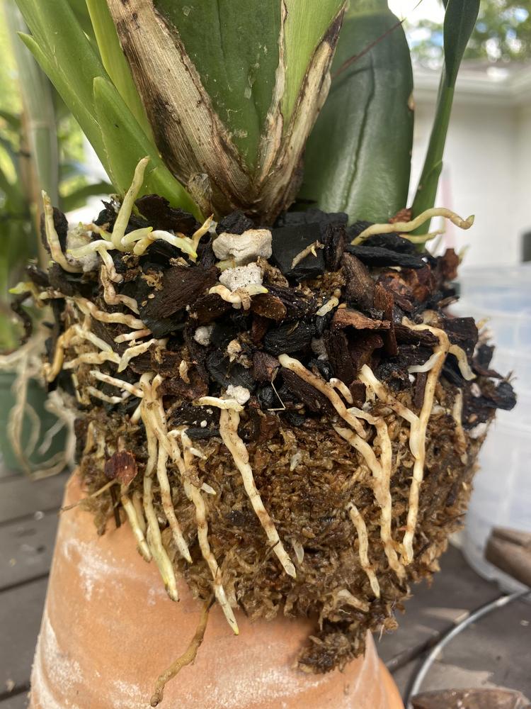 Growing and repotting Oncidium/Oncidium Intergenerics. in the Orchids ...