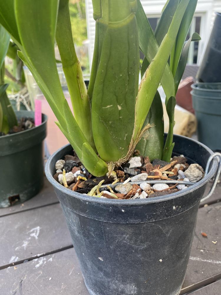 Growing and repotting Oncidium/Oncidium Intergenerics. in the Orchids ...