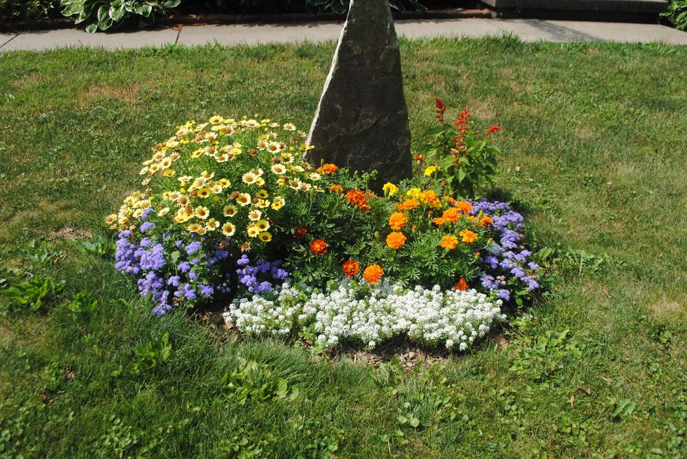 Photo of the entire plant of Marguerite Daisy (Argyranthemum Grandaisy ...