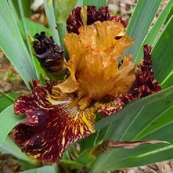Tall Bearded Iris (Iris 'Spiced Tiger') in the Irises Database - Garden.org