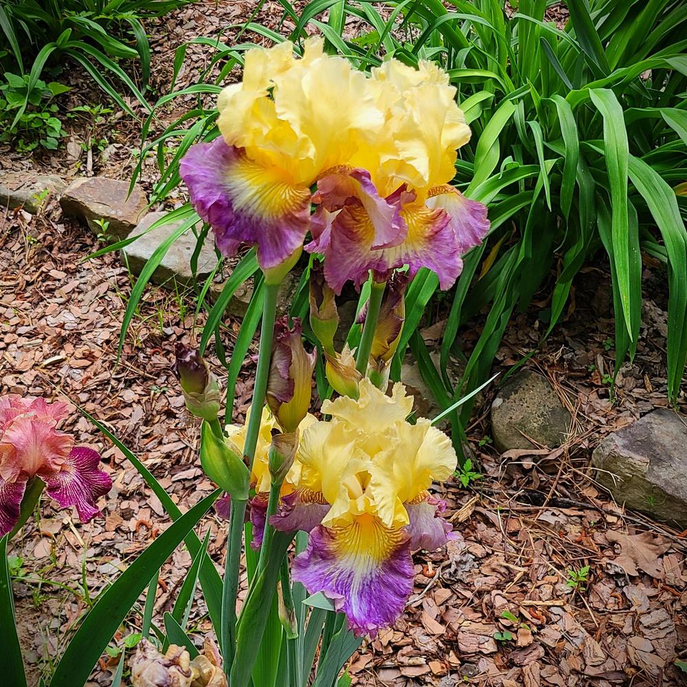 Photo of the entire plant of Tall Bearded Iris (Iris 'Bold Move ...