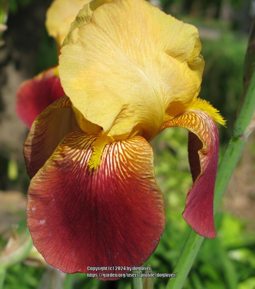 Photo of the bloom of Tall Bearded Iris (Iris 'Indian Chief') posted by ...
