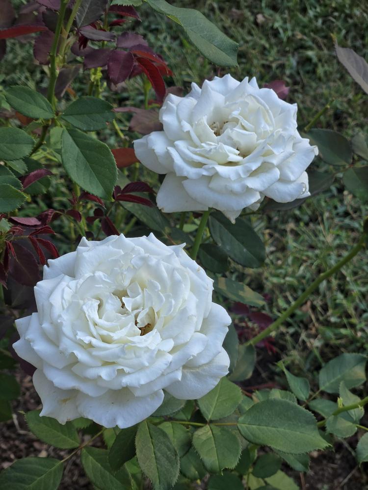 Photo of the bloom of Rose (Rosa 'Pope John Paul II') posted by ...