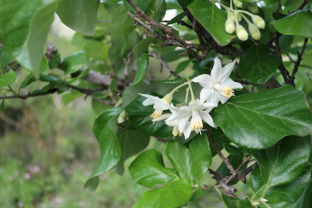 Storax Tree (Styrax officinalis) - Garden.org