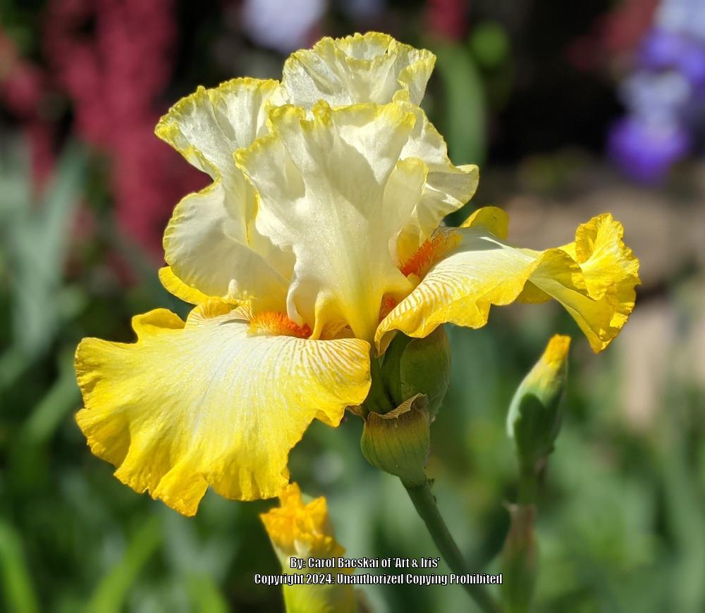 Photo of the bloom of Tall Bearded Iris (Iris 'Zesting Lemons') posted by Artsee1 - Garden.org