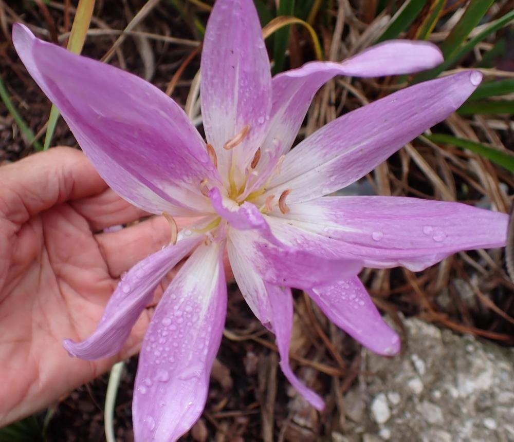 Photo of the bloom of False Autumn Crocus (Colchicum 'The Giant ...