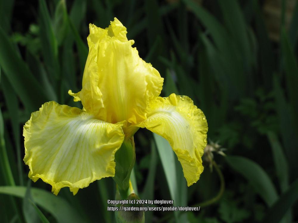 Photo of the bloom of Tall Bearded Iris (Iris 'Harvest of Memories ...