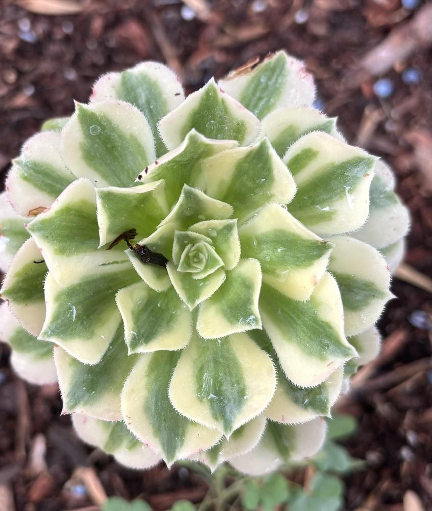 Aeonium 'Maybach' in the Aeoniums Database - Garden.org