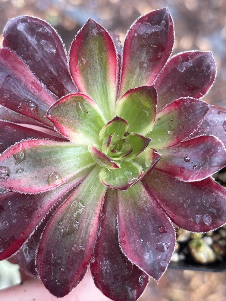 Aeonium 'Reincarnation' in the Aeoniums Database - Garden.org