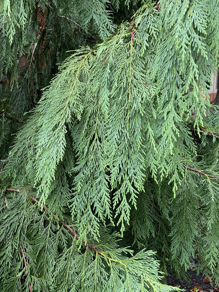 Photo of the leaves of Weeping Alaska Cedar (Xanthocyparis nootkatensis ...