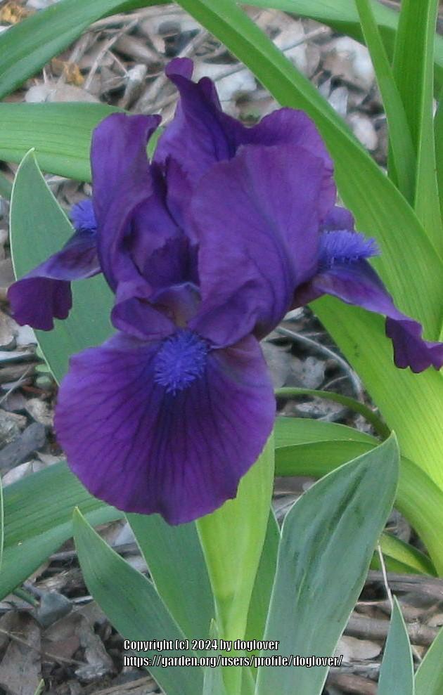 Photo of the bloom of Standard Dwarf Bearded Iris (Iris 'Jewel Baby') posted by doglover ...