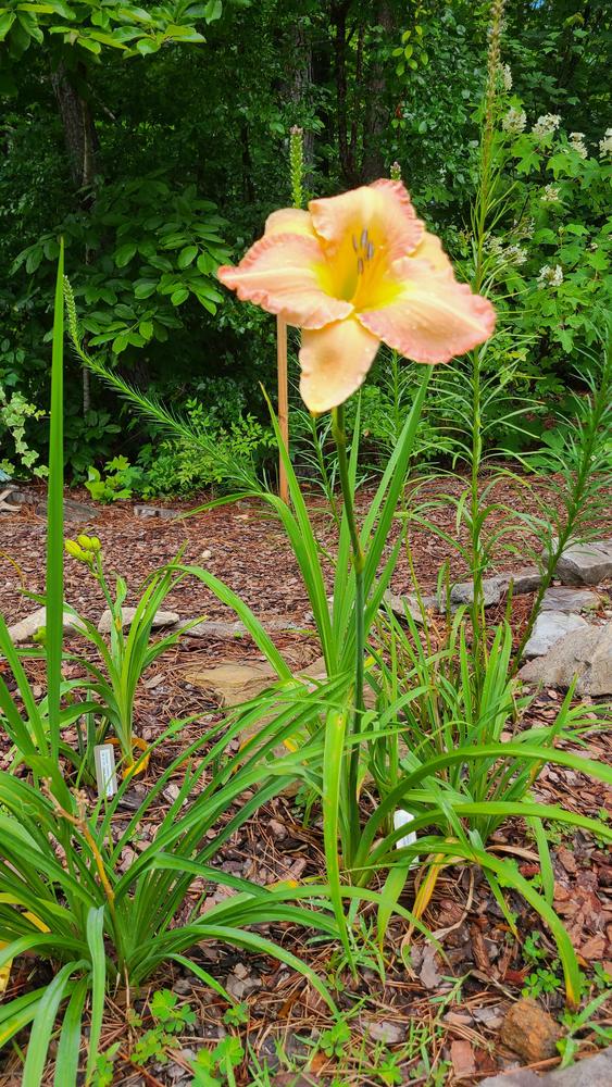 Photo of the entire plant of Daylily (Hemerocallis 'Babel') posted by ...