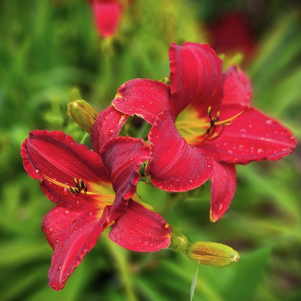 Photo of the stamens, filaments and pistils of Daylily (Hemerocallis ...