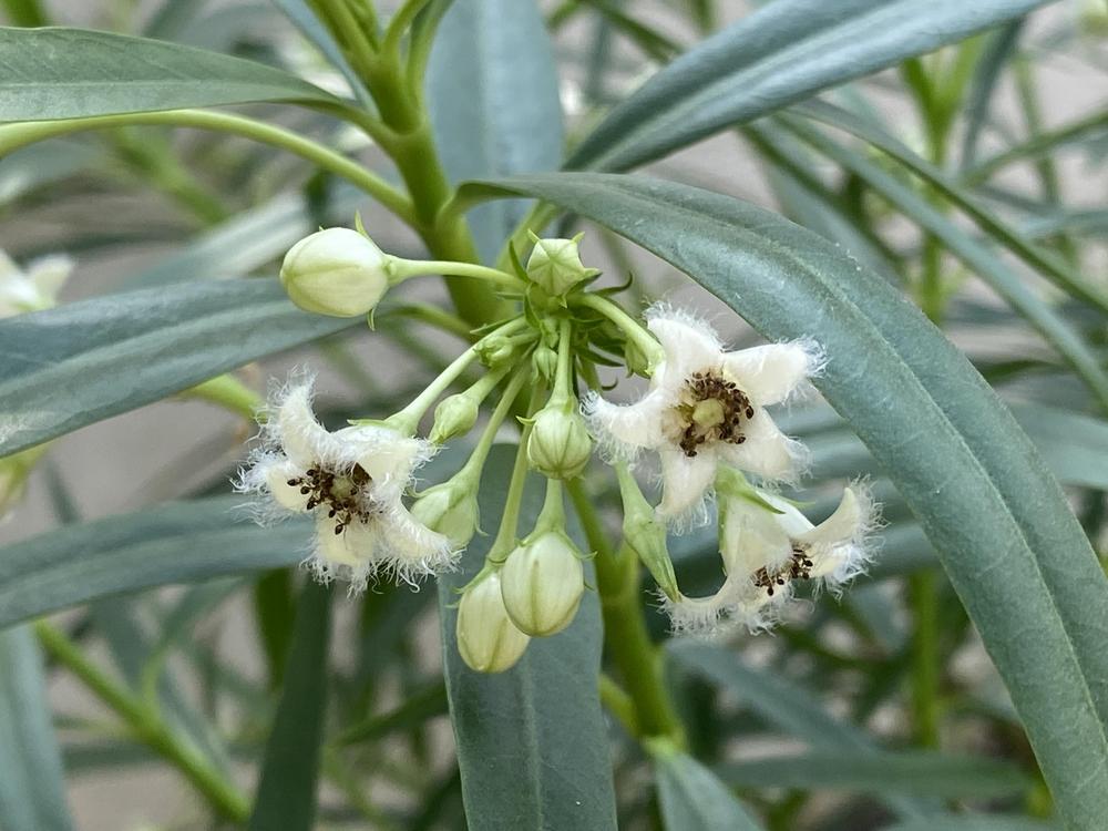 Photo of the bloom of Kanah (Kanahia laniflora) posted by SL_gardener ...