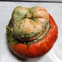 Photo of the fruit of Gourd (Cucurbita maxima 'Aladdin's Red Turban ...