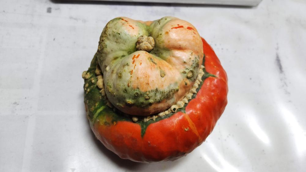 Photo of the fruit of Gourd (Cucurbita maxima 'Aladdin's Red Turban ...