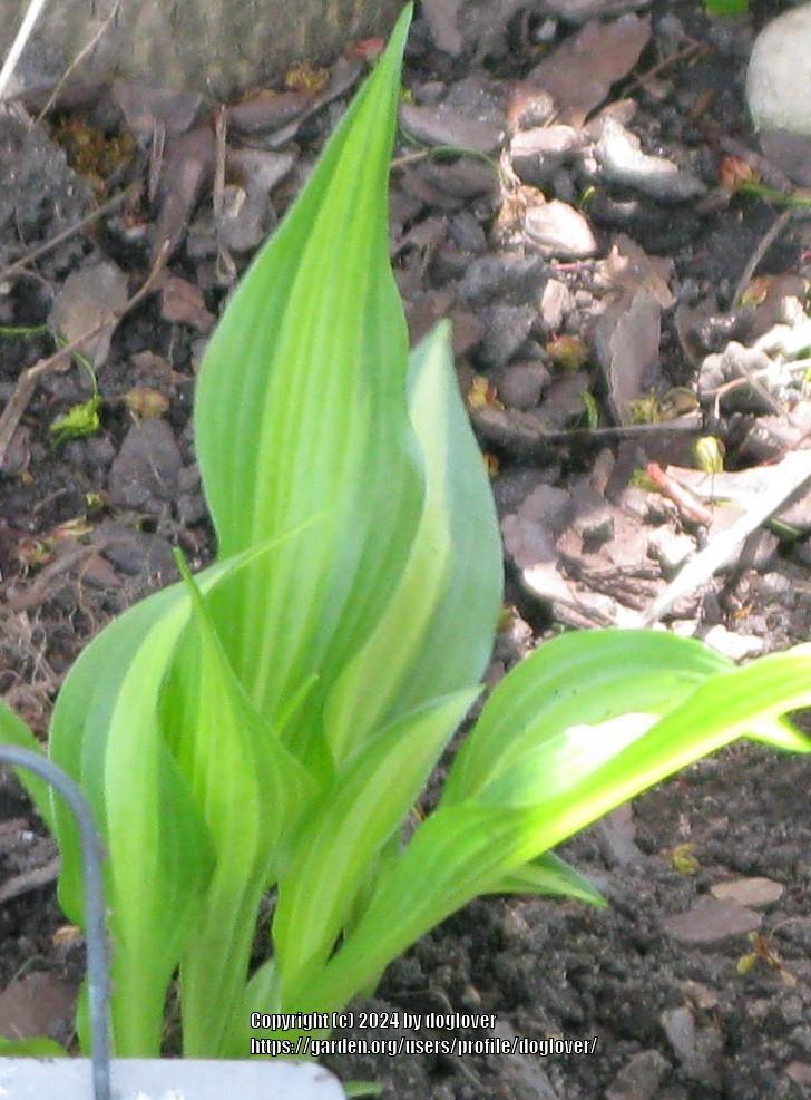 Hosta 'Calypso' in the Hostas Database - Garden.org