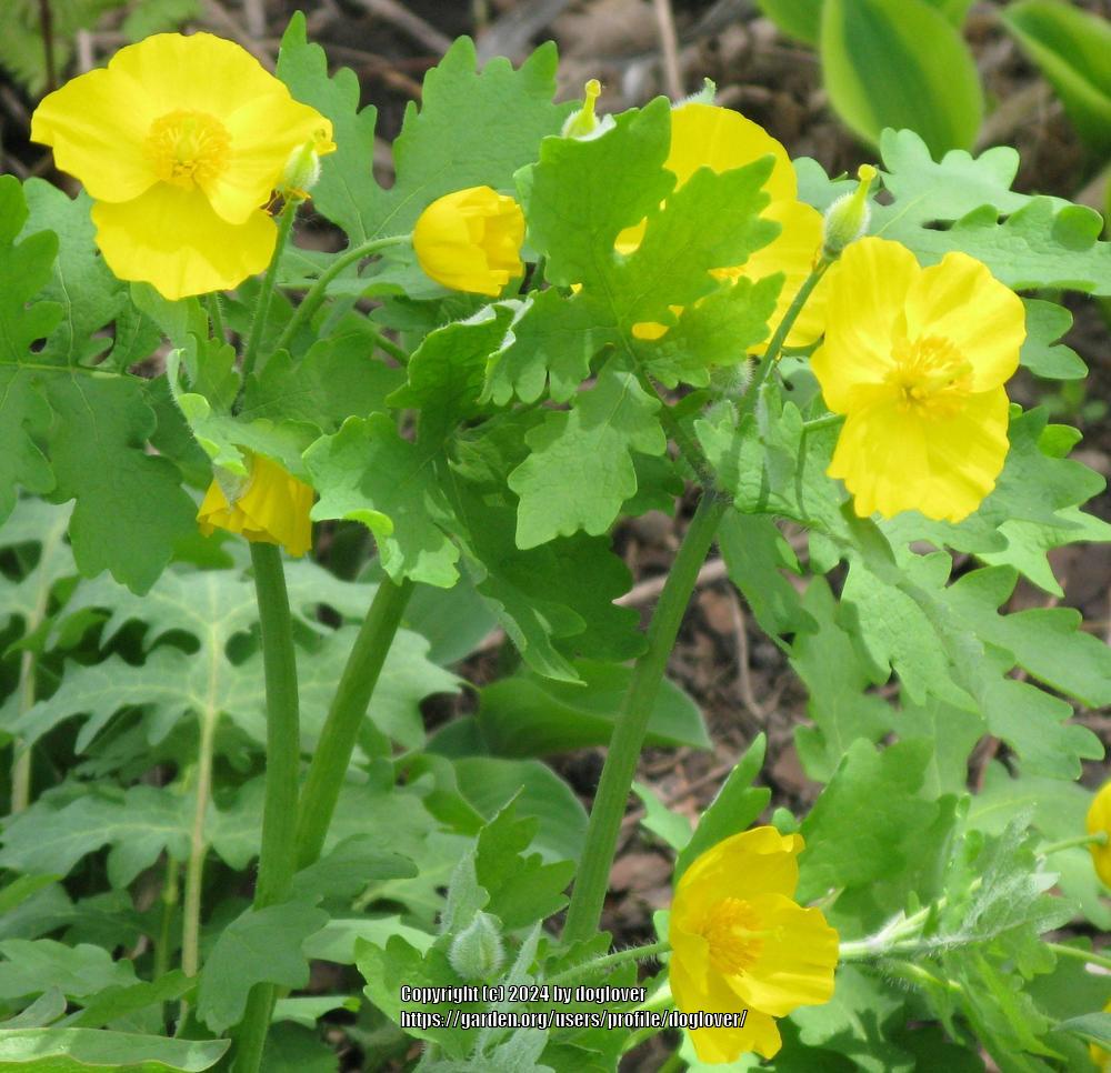 Photo of the bloom of Celandine Poppy (Stylophorum diphyllum) posted by ...
