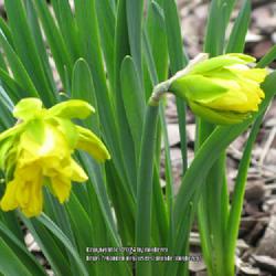 Double Daffodil (Narcissus 'Telamonius Plenus') in the Daffodils ...