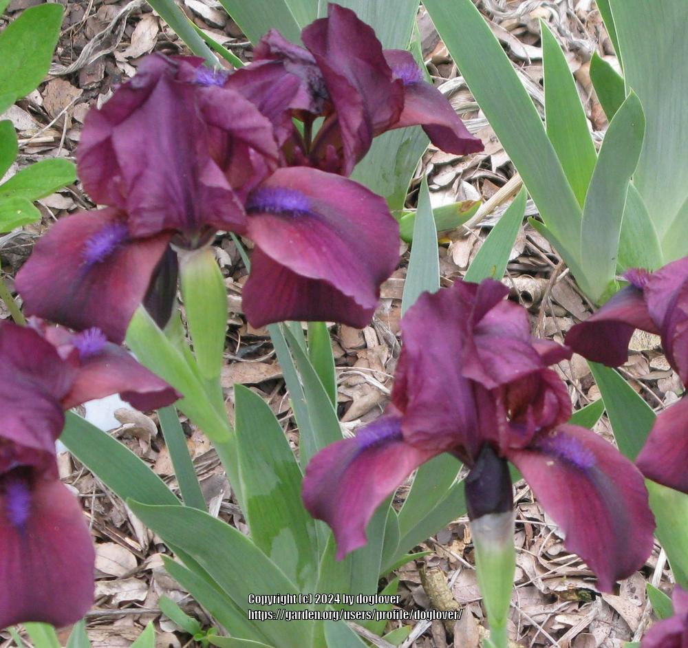Photo of the bloom of Standard Dwarf Bearded Iris (Iris 'Cherry Garden') posted by doglover ...