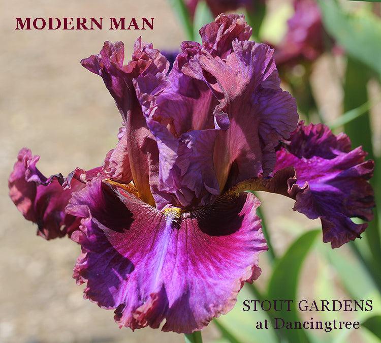 Photo of the bloom of Tall Bearded Iris (Iris 'Modern Man') posted by ...