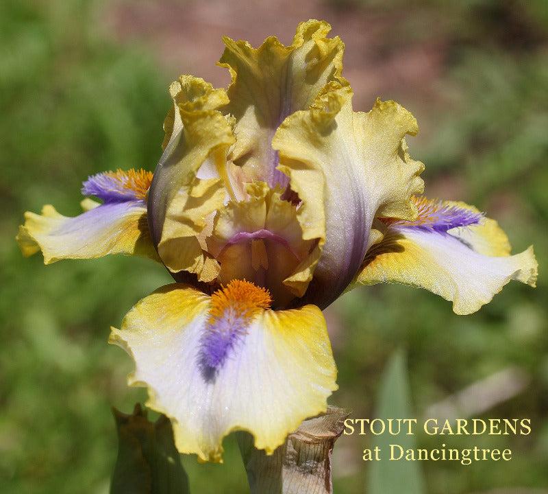 Intermediate Bearded Iris (Iris 'Power Ranger') in the Irises Database ...