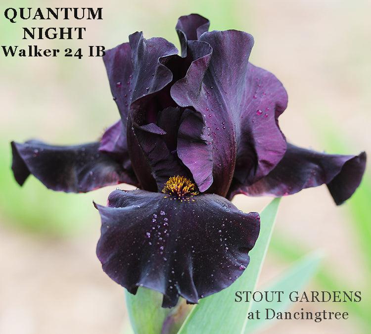 Intermediate Bearded Iris (Iris 'Quantum Night') in the Irises Database - Garden.org