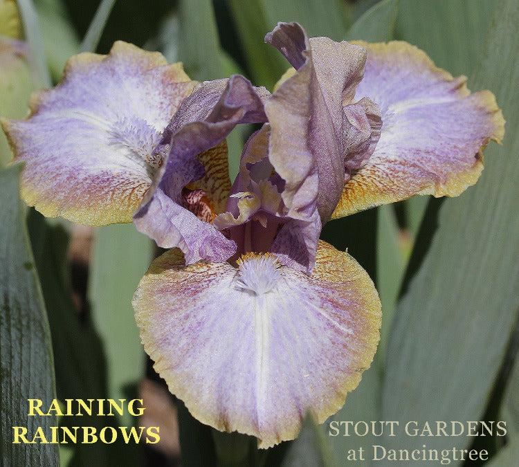 Standard Dwarf Bearded Iris (Iris 'Raining Rainbows') in the Irises ...