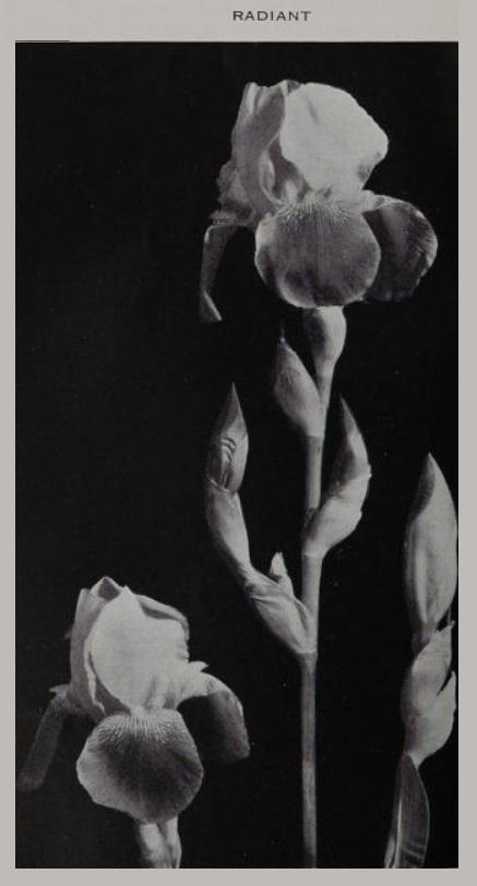 Photo of the bloom of Tall Bearded Iris (Iris 'Radiant') posted by ...