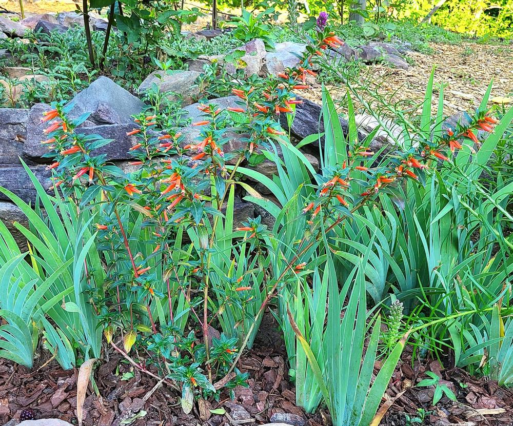 Photo of the entire plant of Large Firecracker Plant (Cuphea ...