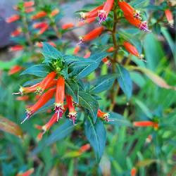 Large Firecracker Plant (Cuphea Vermillionaire®) - Garden.org