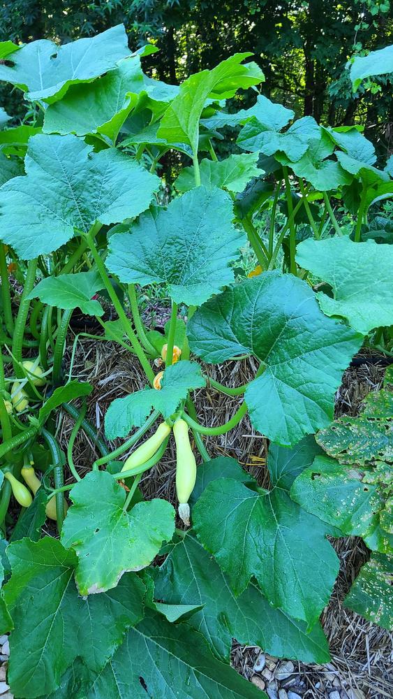Photo of the entire plant of Summer Squash (Cucurbita pepo 'Early ...
