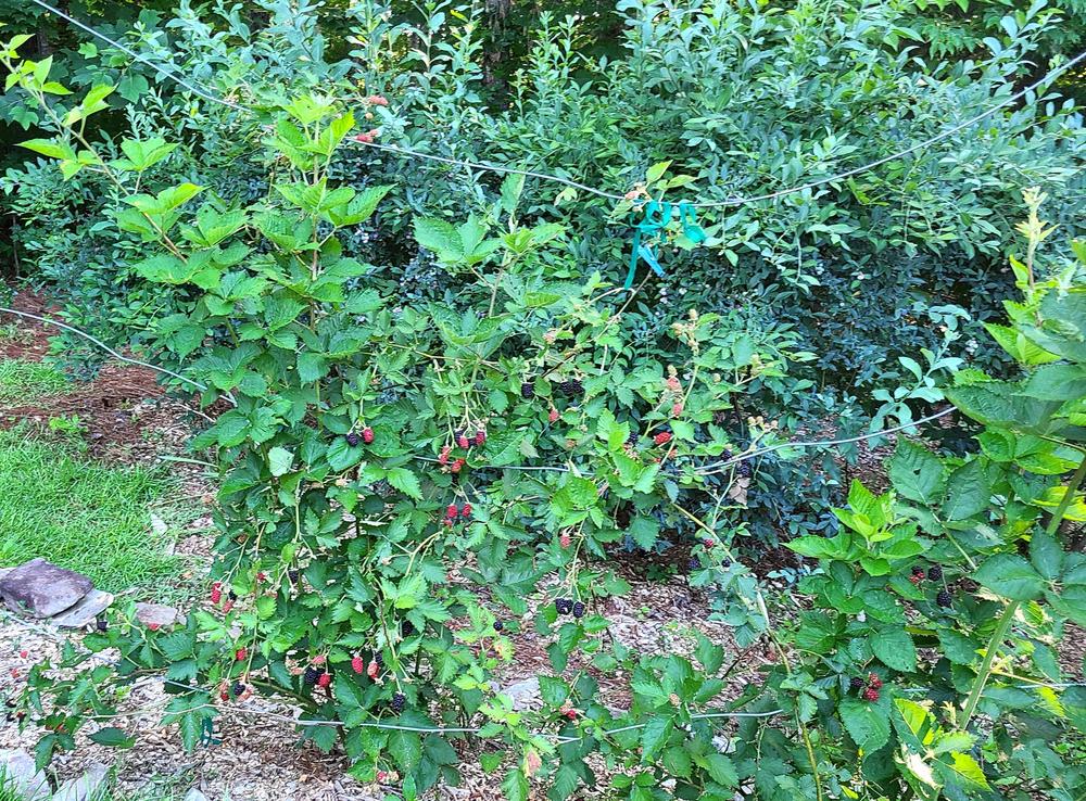 Photo of the entire plant of Primocane-Fruiting Blackberry (Rubus Prime ...