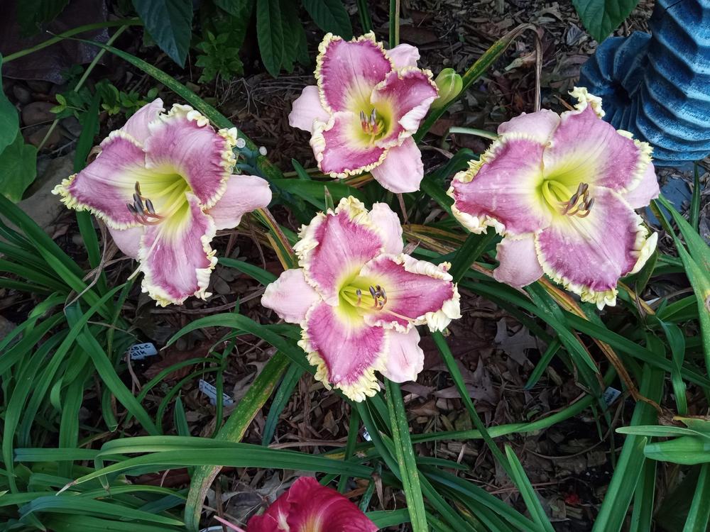 Photo of the bloom of Daylily (Hemerocallis 'Raspberry Eclipse') posted ...