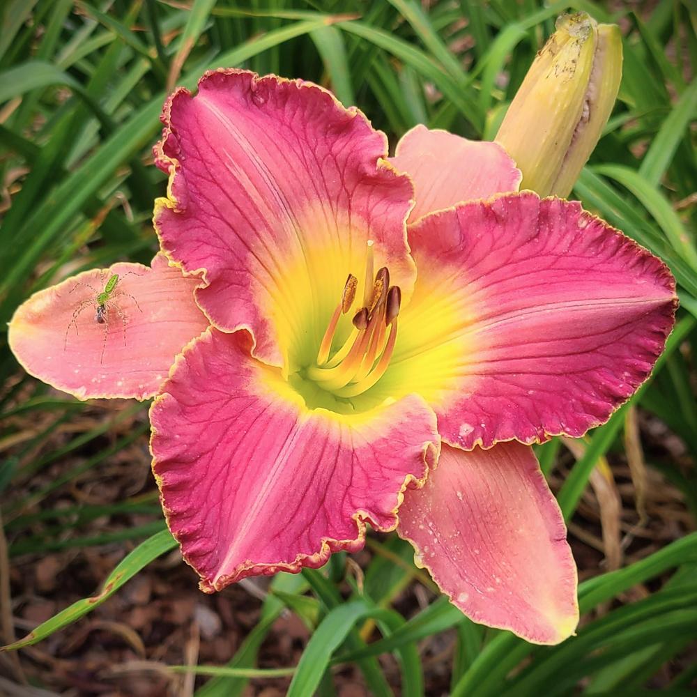 Photo of the stamens, filaments and pistils of Daylily (Hemerocallis ...