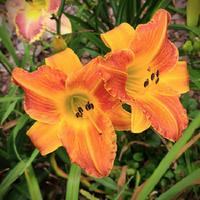 Photo of the bloom of Daylily (Hemerocallis 'Bright Sunset') posted by ...