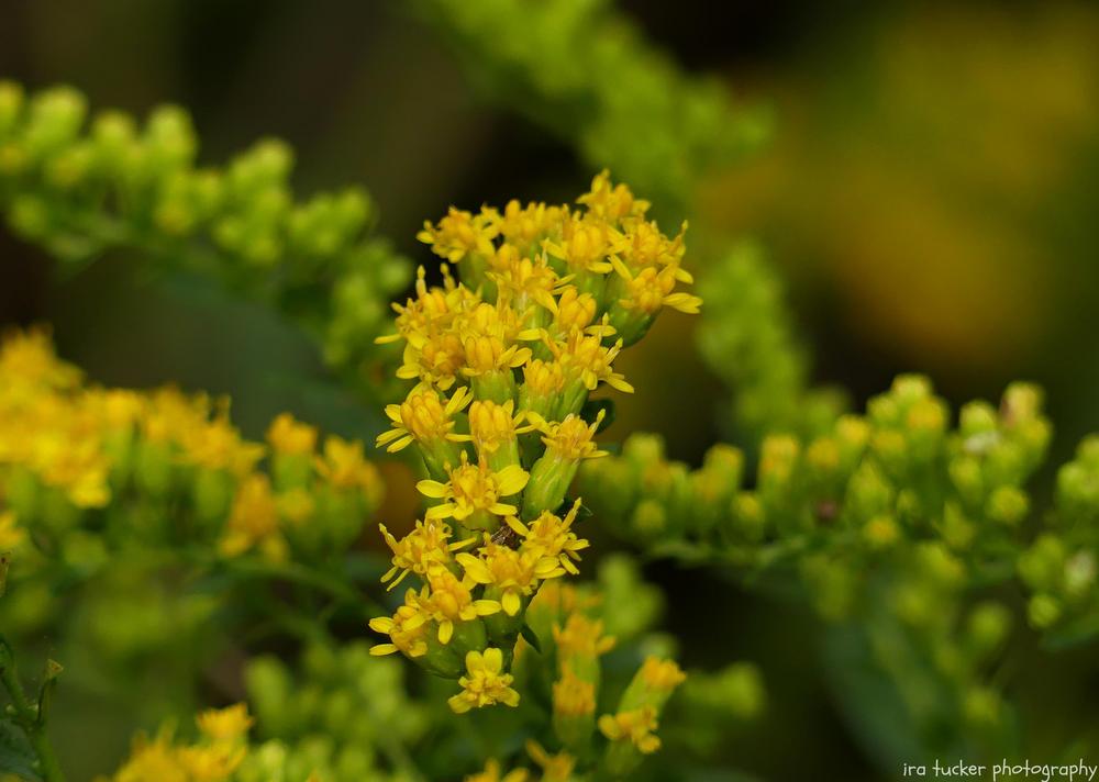 Photo of the bloom of Goldenrod (Solidago shortii 'Solar Cascade ...