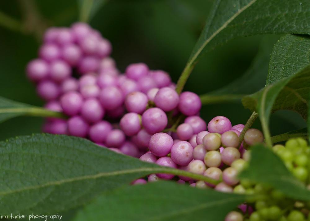 Beautyberry (Callicarpa americana 'Welch's Pink') in the Beautyberries ...