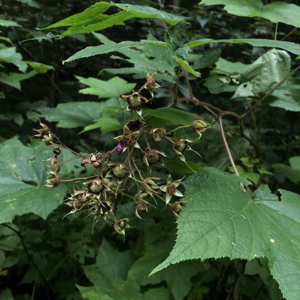 Photo of the fruit of Purple-flowering raspberry (Rubus odoratus ...