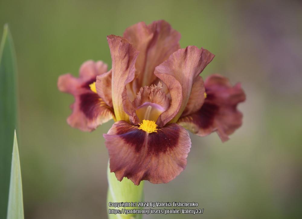 Photo of the bloom of Standard Dwarf Bearded Iris (Iris 'Chocolate ...