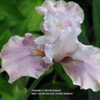 Photo of the bloom of Tall Bearded Iris (Iris 'Paris Kiss') posted by ...