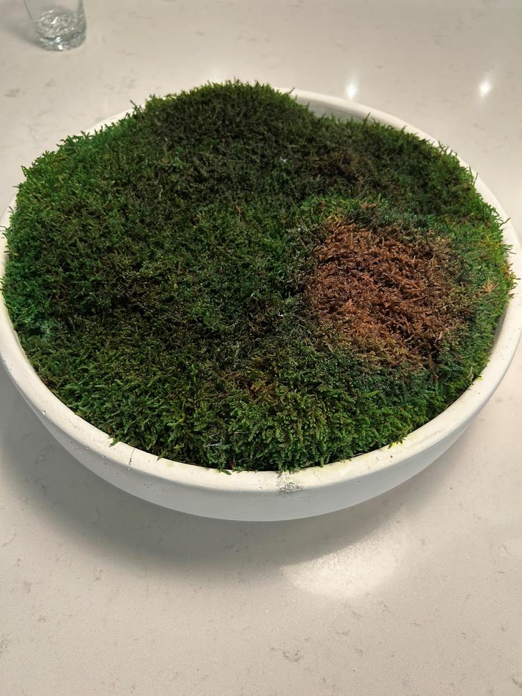 How to keep indoor moss alive... in the Ask a Question forum - Garden.org