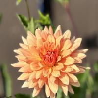Photo of the bloom of Dahlia 'Touche' posted by kellylynn7 - Garden.org