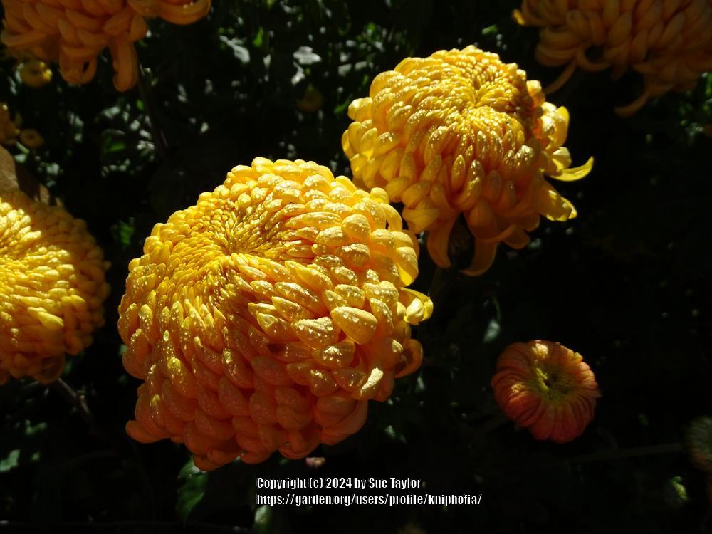 Photo of the bloom of Early-Flowering Incurved Chrysanthemum ...