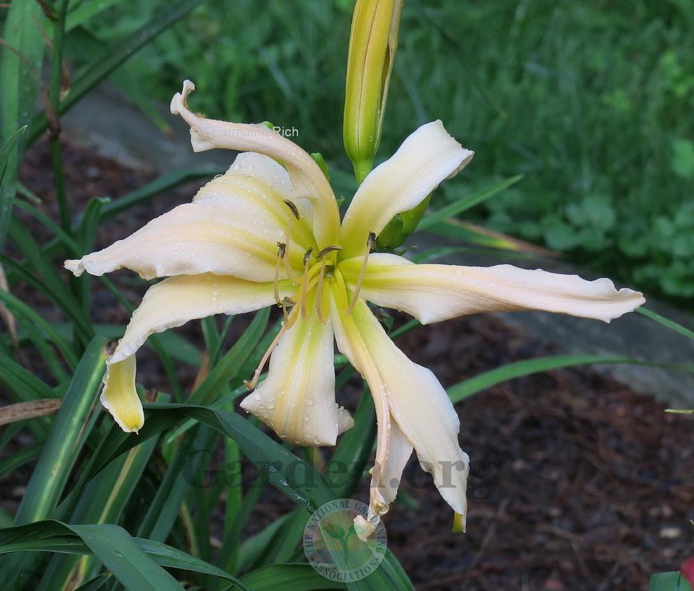 Daylily (Hemerocallis 'Odder Creek') in the Daylilies Database - Garden.org
